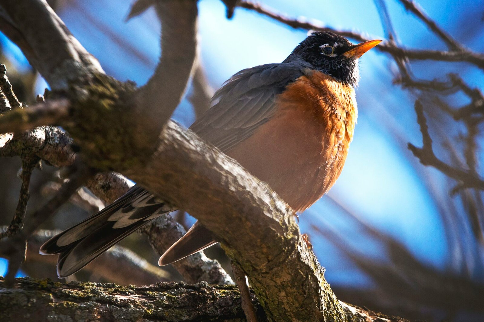 Why Do Birds Chirp After a Storm?