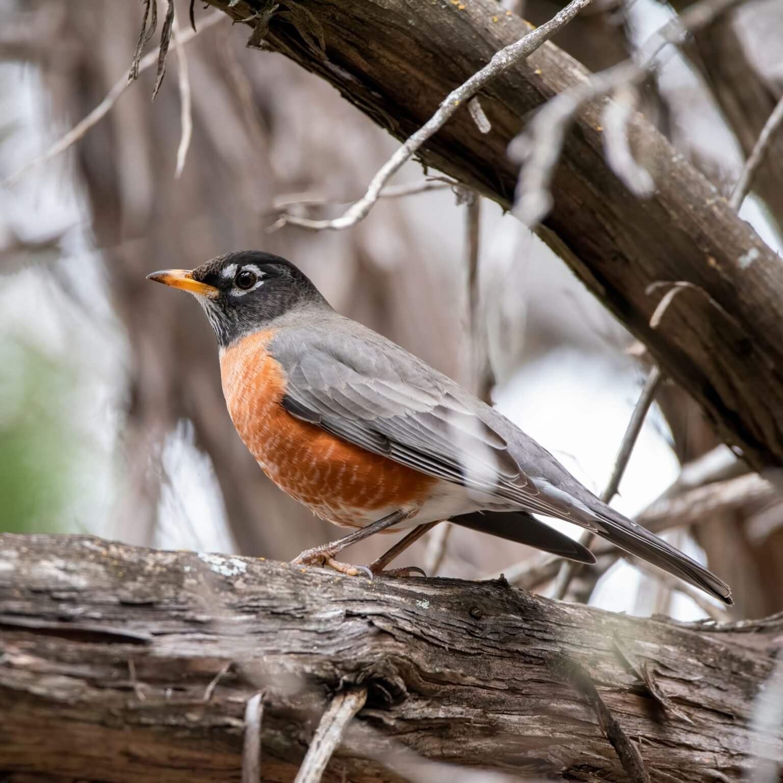 Why Do Birds Chirp After a Storm?