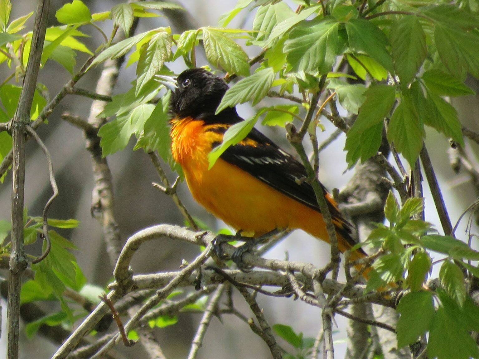 How To Choose The Right Oriole Feeder