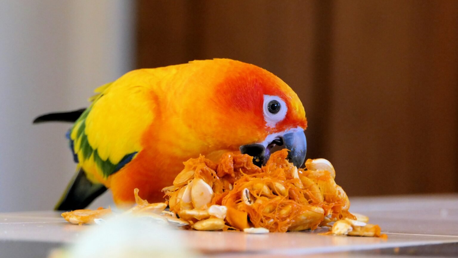 Sun Conure Complete Care Guide for Owners – Your Bird Buddy