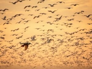 Spring Bird Migration Calendar: Dates & Info