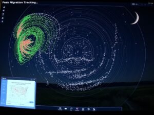 Spring Bird Migration Calendar: Dates & Info