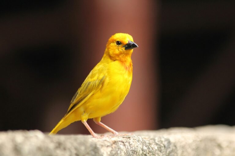 Top 10 Most Popular Pet Bird Species and How to Care for Them